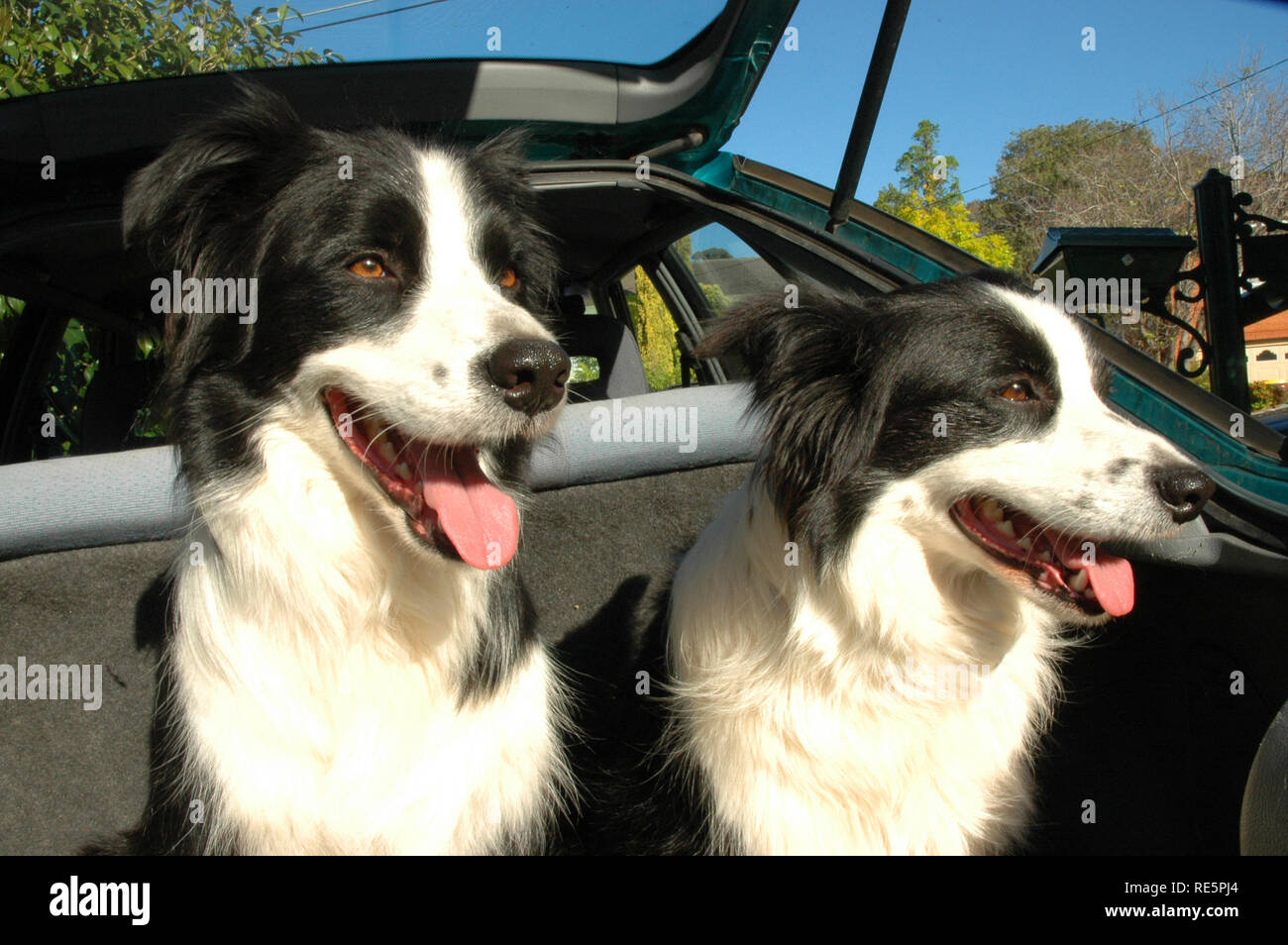 Scottish border collies hi-res stock photography and images - Alamy