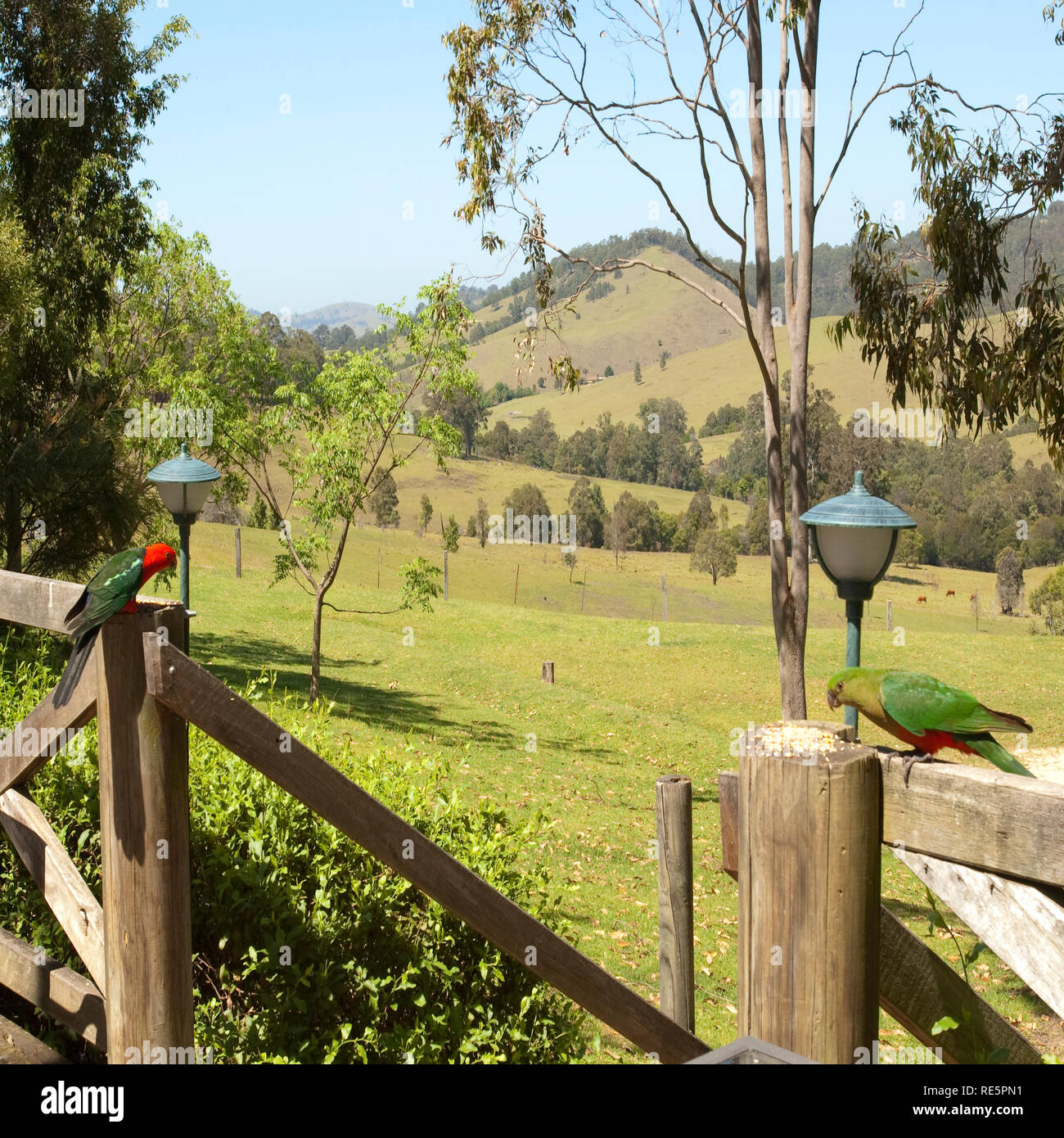 Feeding parrots hi-res stock photography and images - Alamy