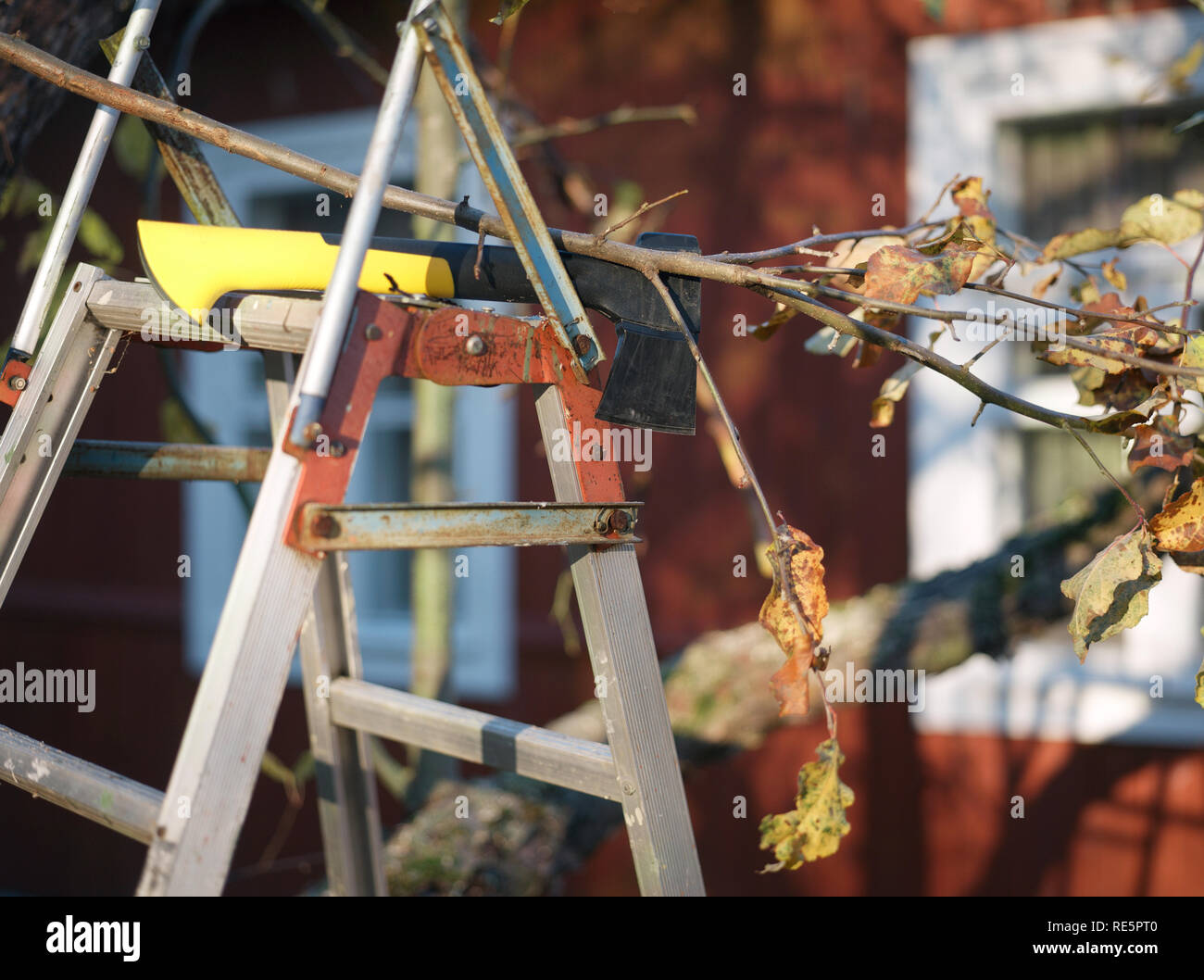 Trimming the trees in a garden,. Axe placed on extandable ladder Stock ...
