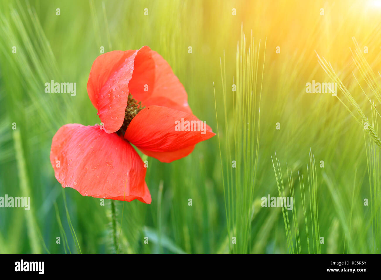 Poppy with morning dew hi-res stock photography and images - Alamy