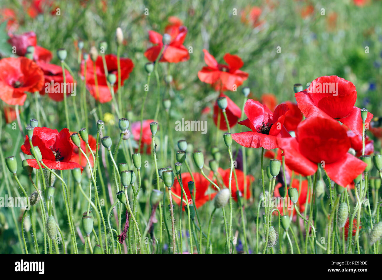 Red poppies flowers green field spring season Stock Photo - Alamy
