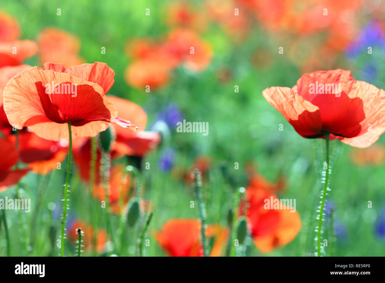 wild poppy flower in meadow spring season Stock Photo - Alamy