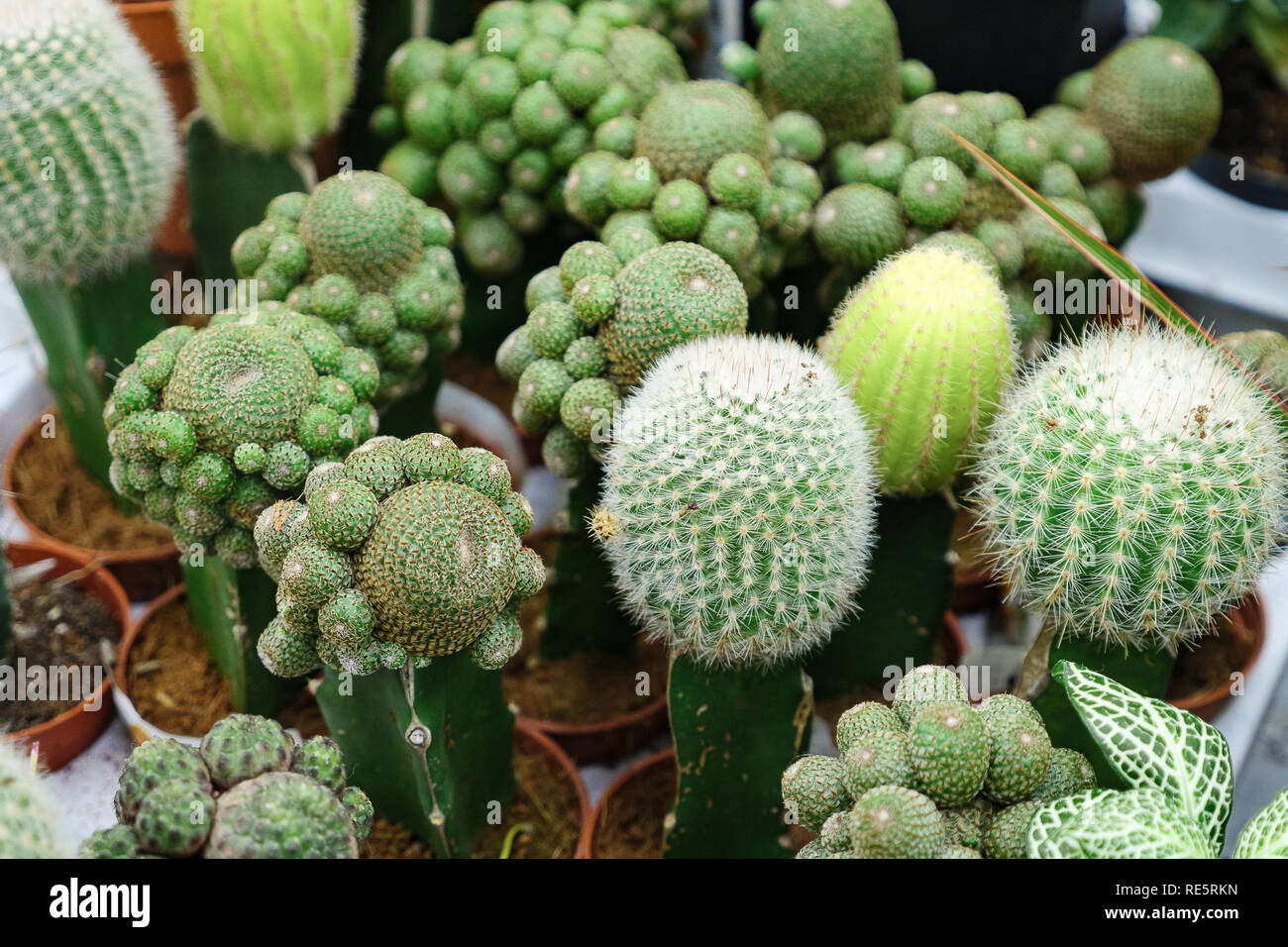 Many cactus for sale at cactus stores Stock Photo - Alamy