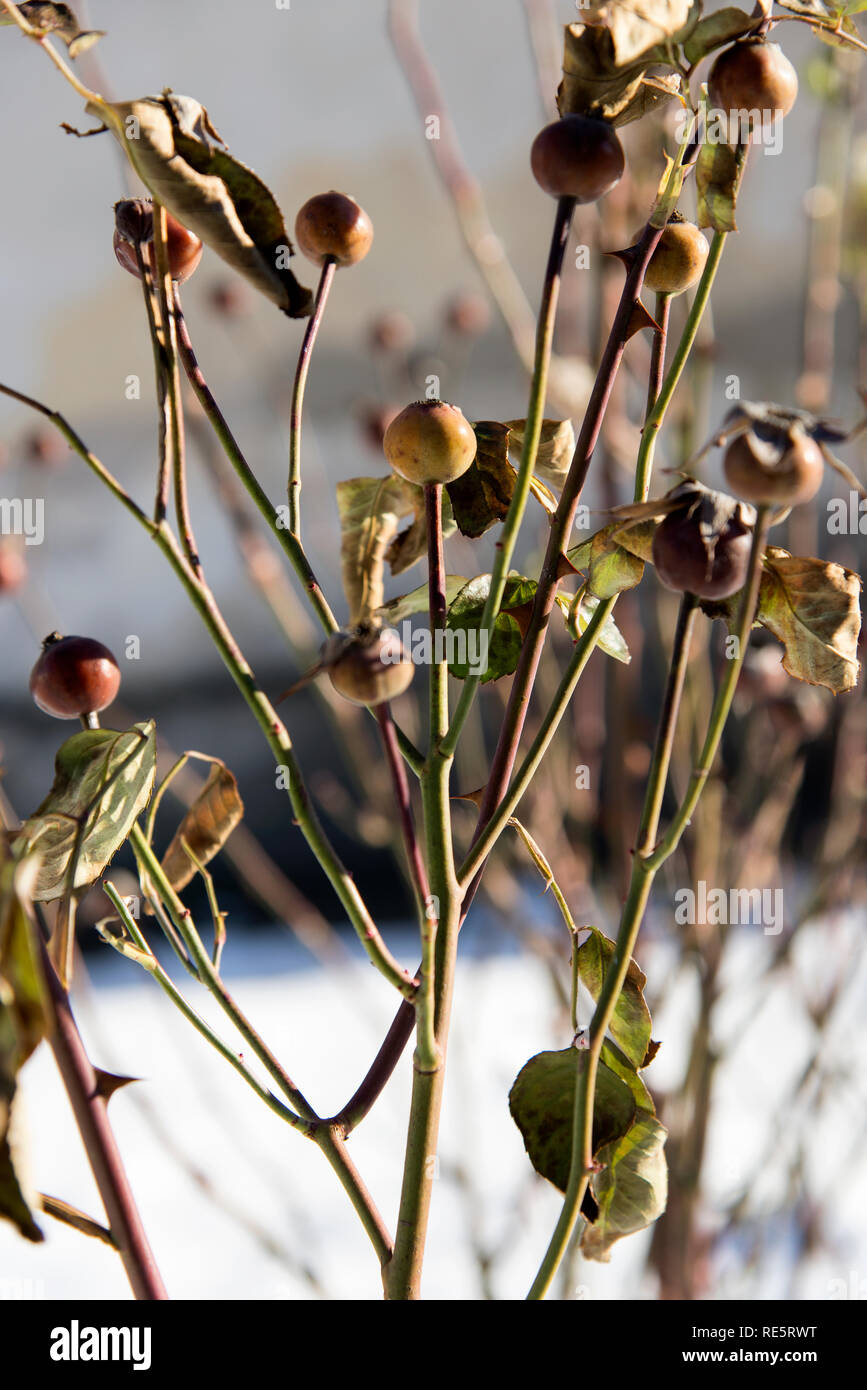 Snow white roses hi-res stock photography and images - Alamy