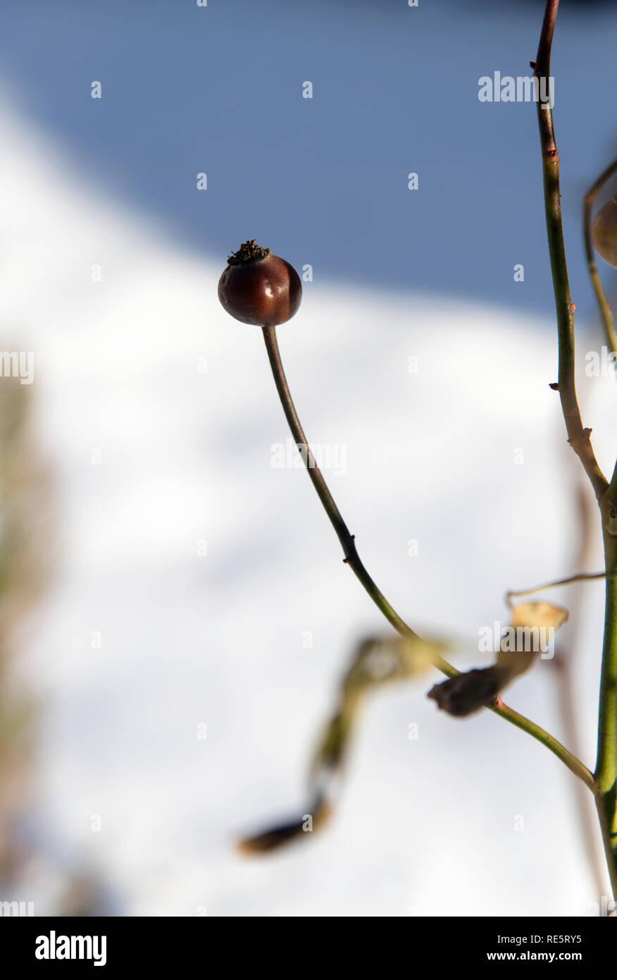 Snow white roses hi-res stock photography and images - Alamy