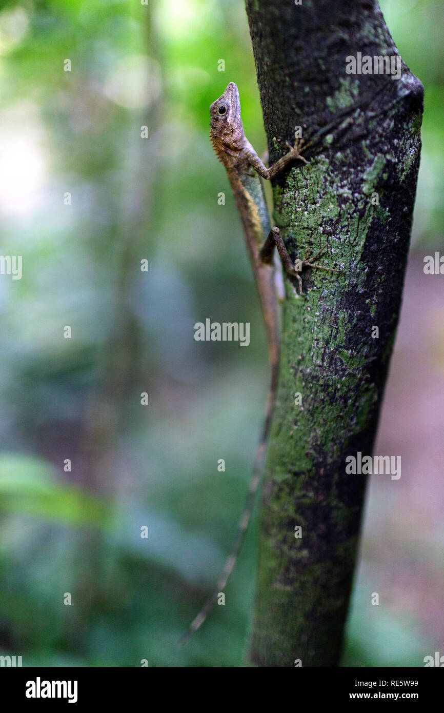 Japan lizards hi-res stock photography and images - Alamy