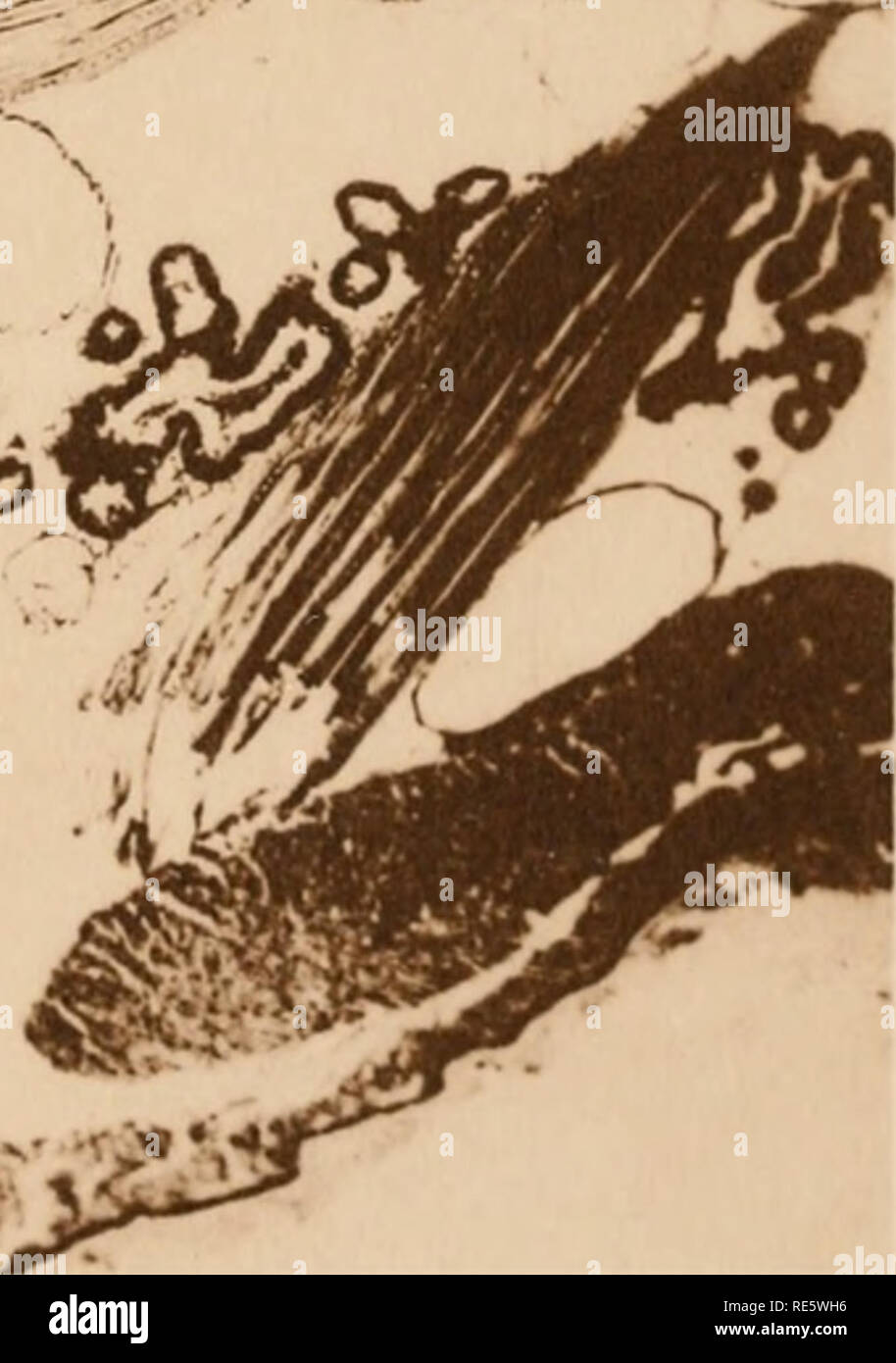 . Coxal glands of the arachnids. Arachnida -- Anatomy. J. B. Obernetter ...