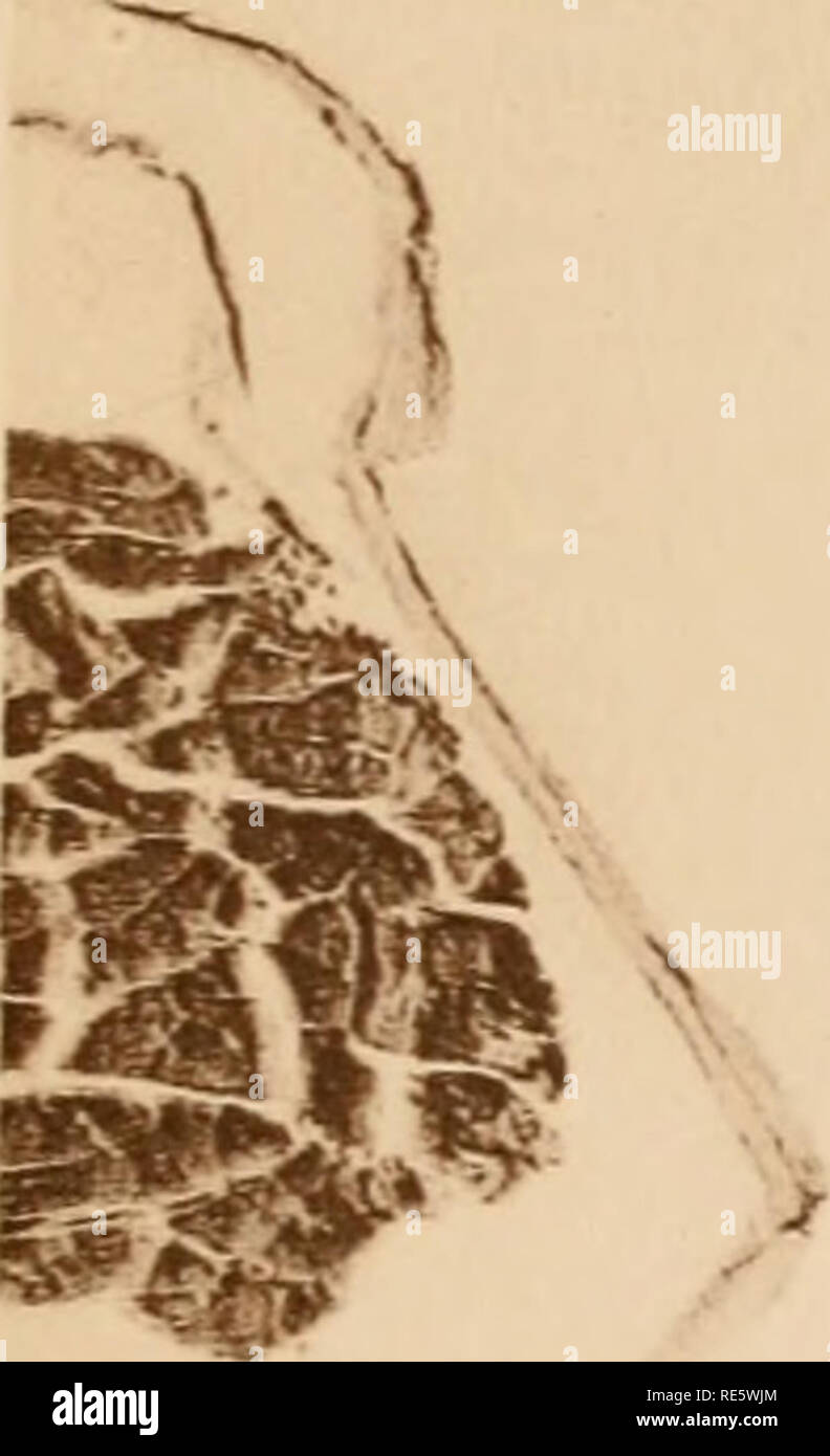 . Coxal glands of the arachnids. Arachnida -- Anatomy. Taf. 36. 44 I CO ...