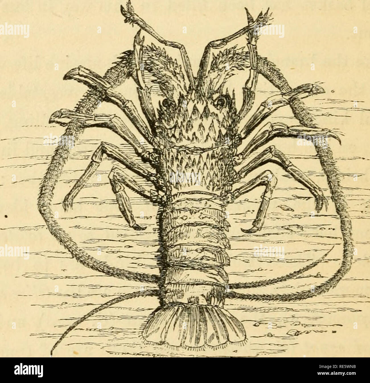 . Crab, shrimp, and lobster lore, gathered amongst the rocks at the sea ...