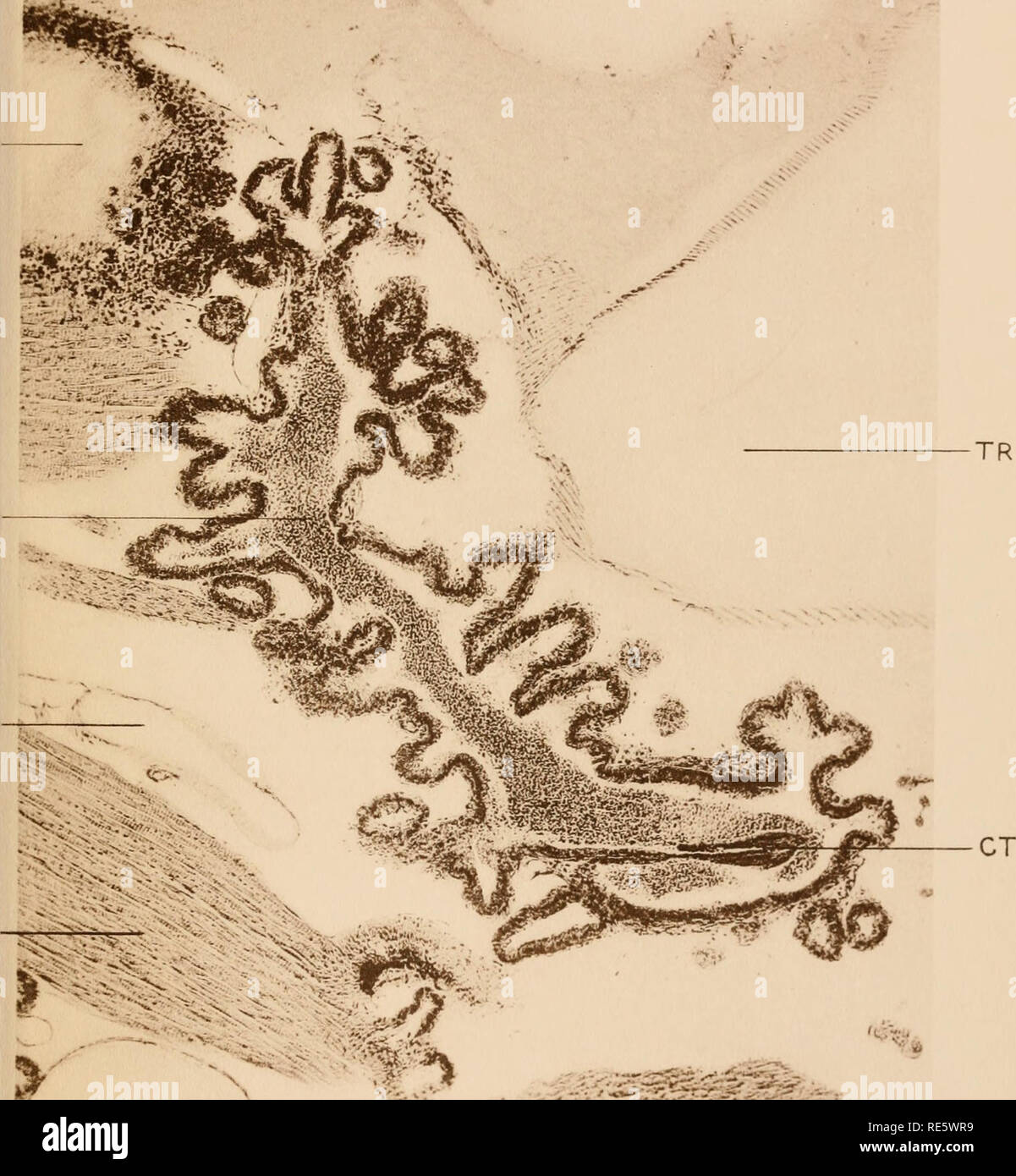 . Coxal glands of the arachnids. Arachnida -- Anatomy. 37 a Taf. 30..