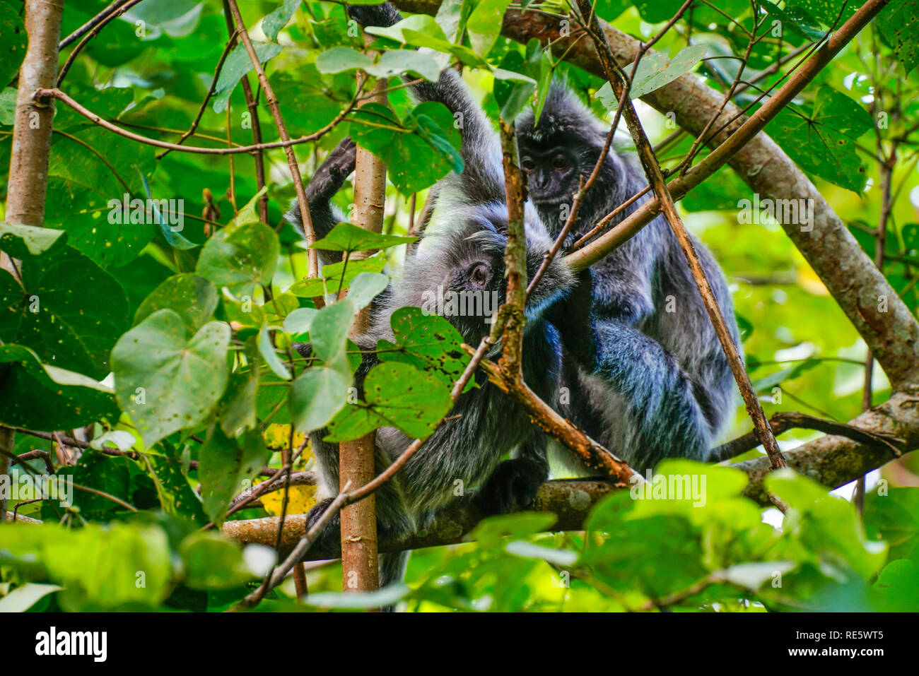 Silver Leaf Langur monkey, Labuk Bay Proboscis Monkey Sanctuary ...