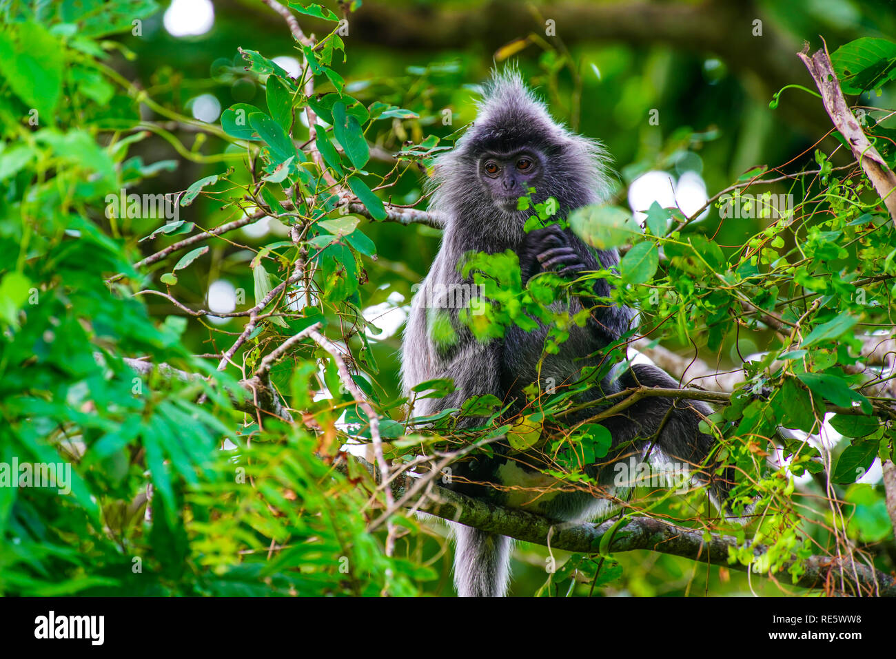 Silver Leaf Monkey Bako National Park High Resolution Stock Photography ...