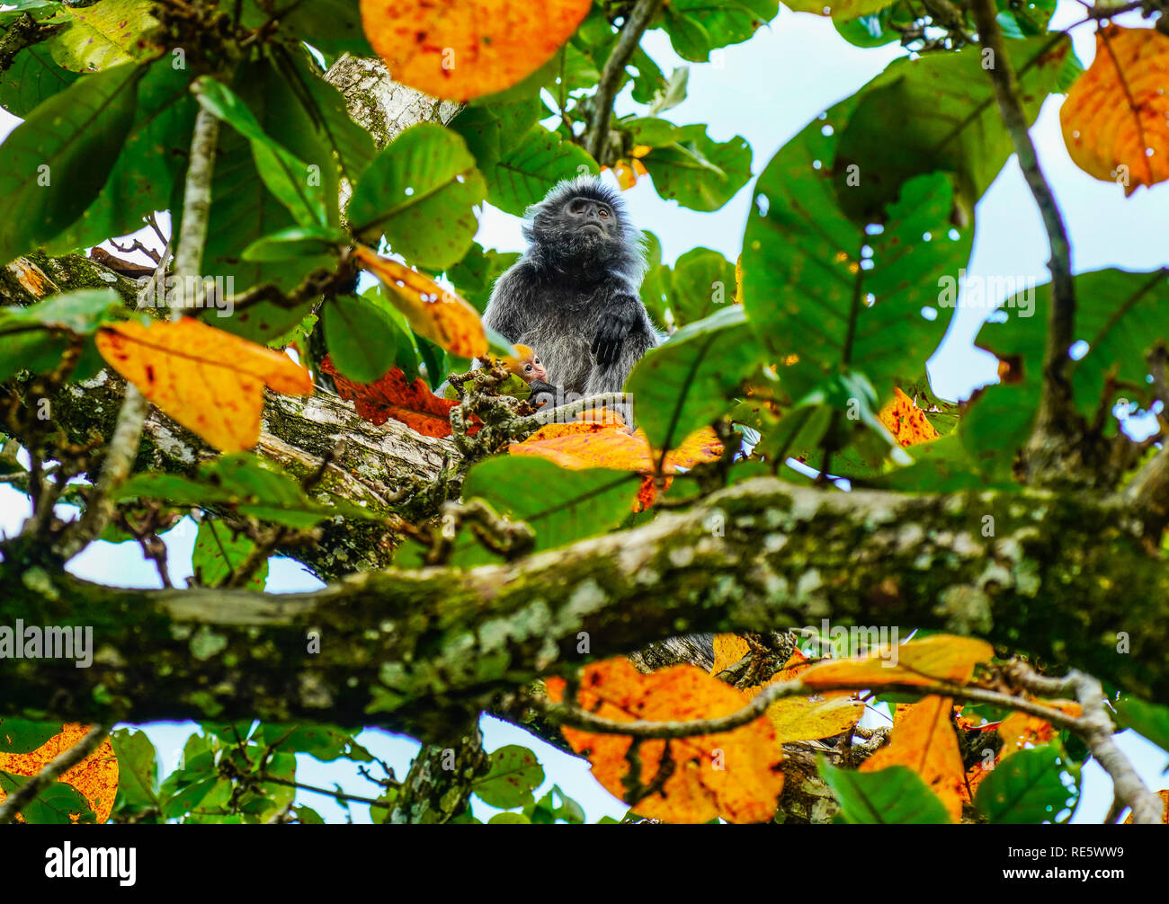 Half-blind Silver Leaf langur (Trachypithecus cristatus) sitting with ...