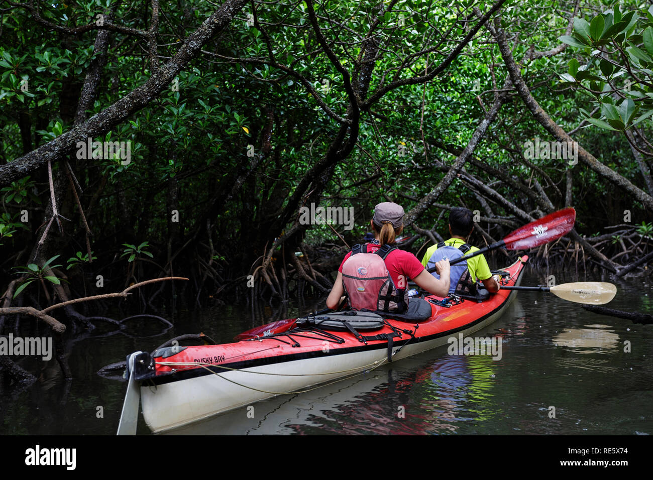 Woman and man paddle double kayak on river into mangrove swamp ...