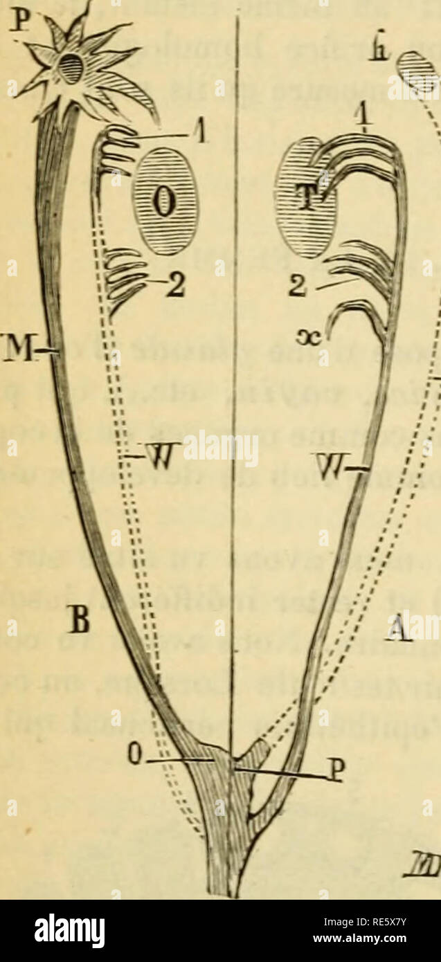 Organes genital hi-res stock photography and images - Alamy