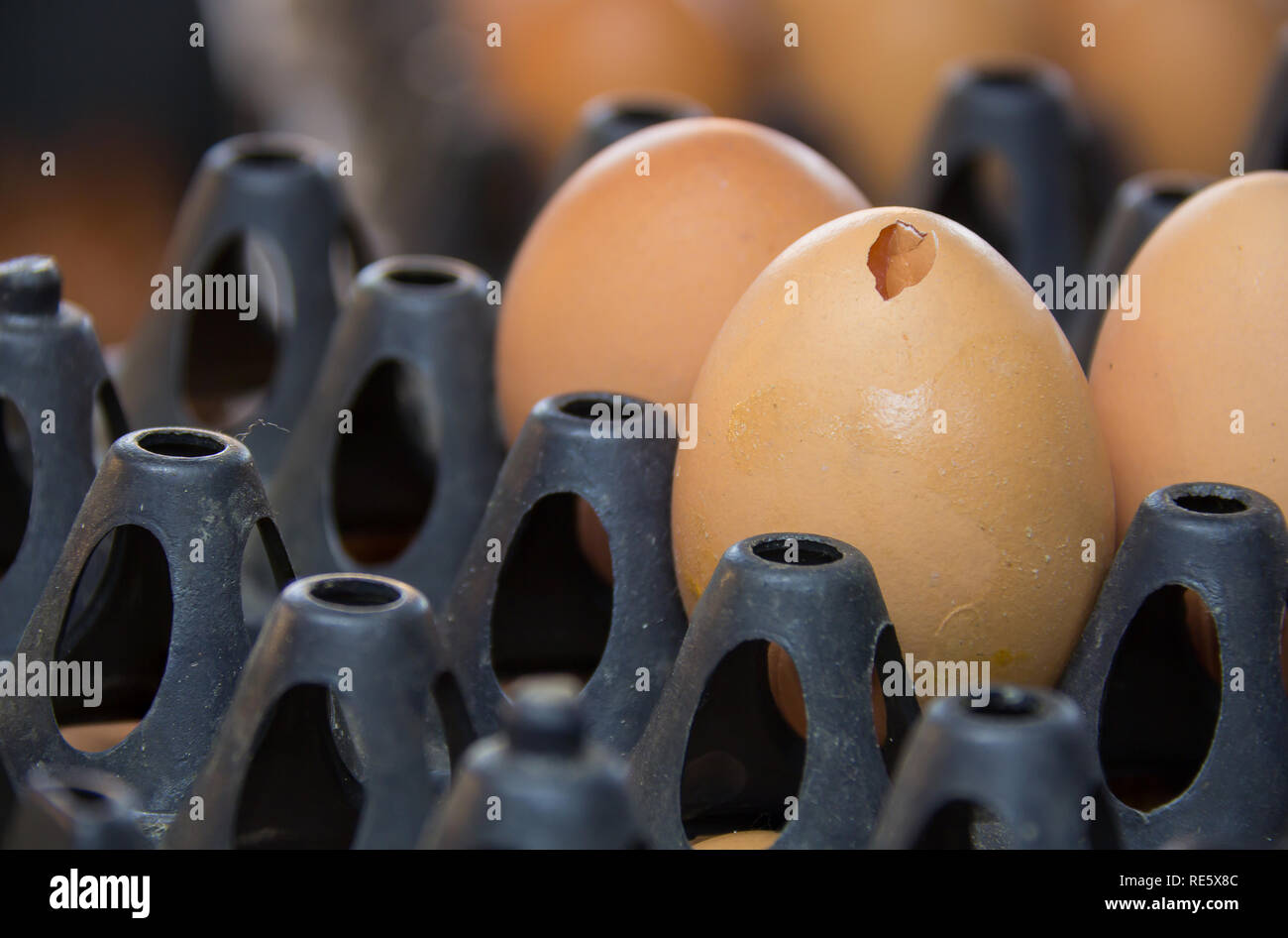 A broken egg in the tray, do not cook it may have contaminated into the ...