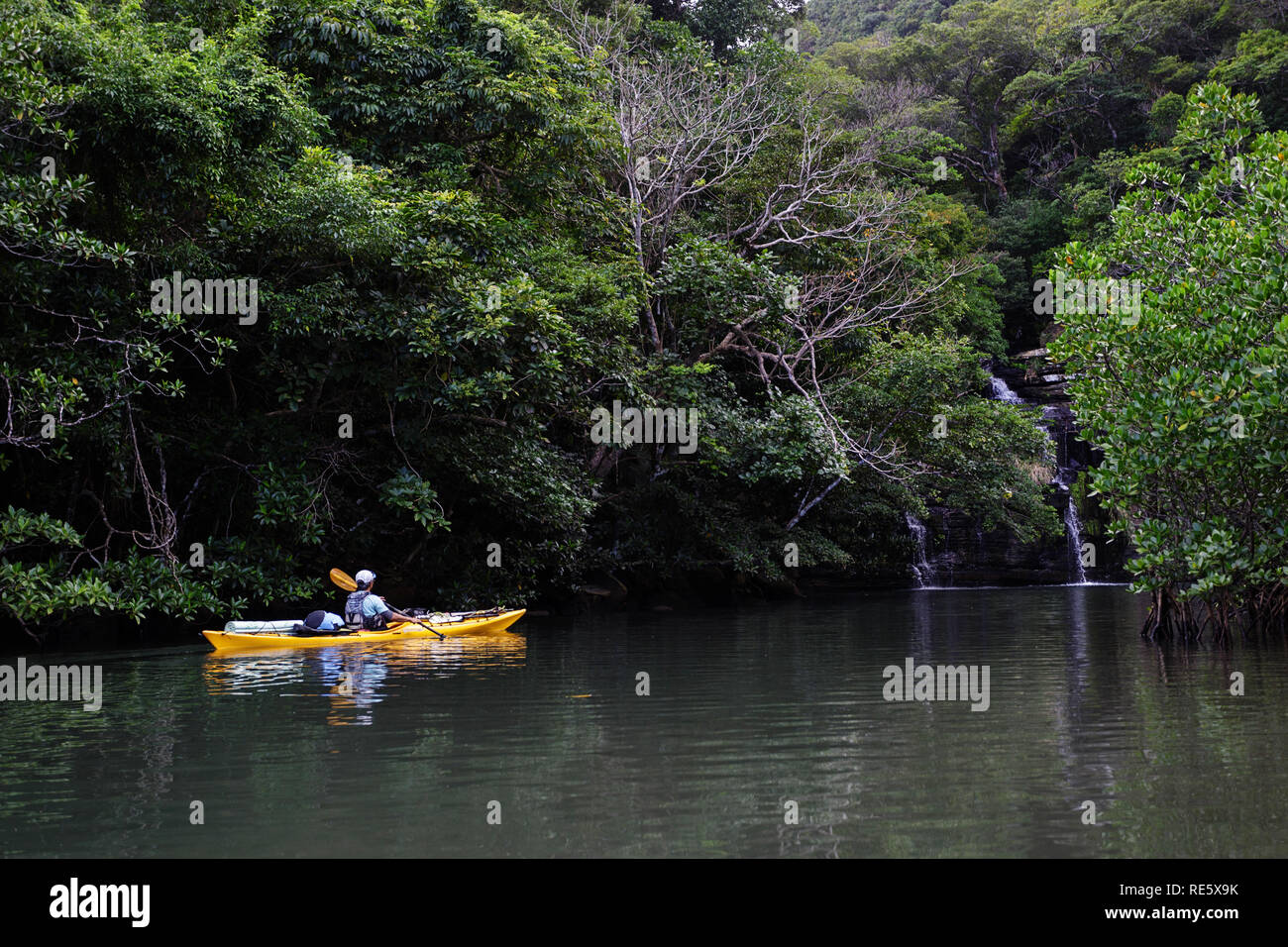 Man paddle kayak on river into mangrove swamp, Iriomote Island ...