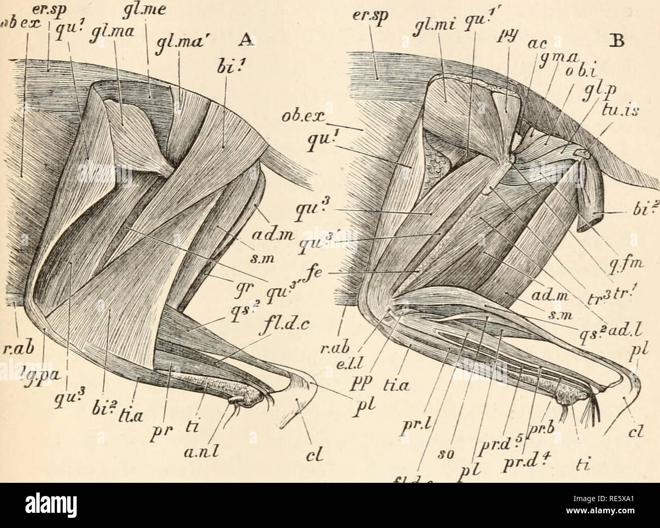 . A course of instruction in zootomy (vertebrata). Anatomy, Comparative ...