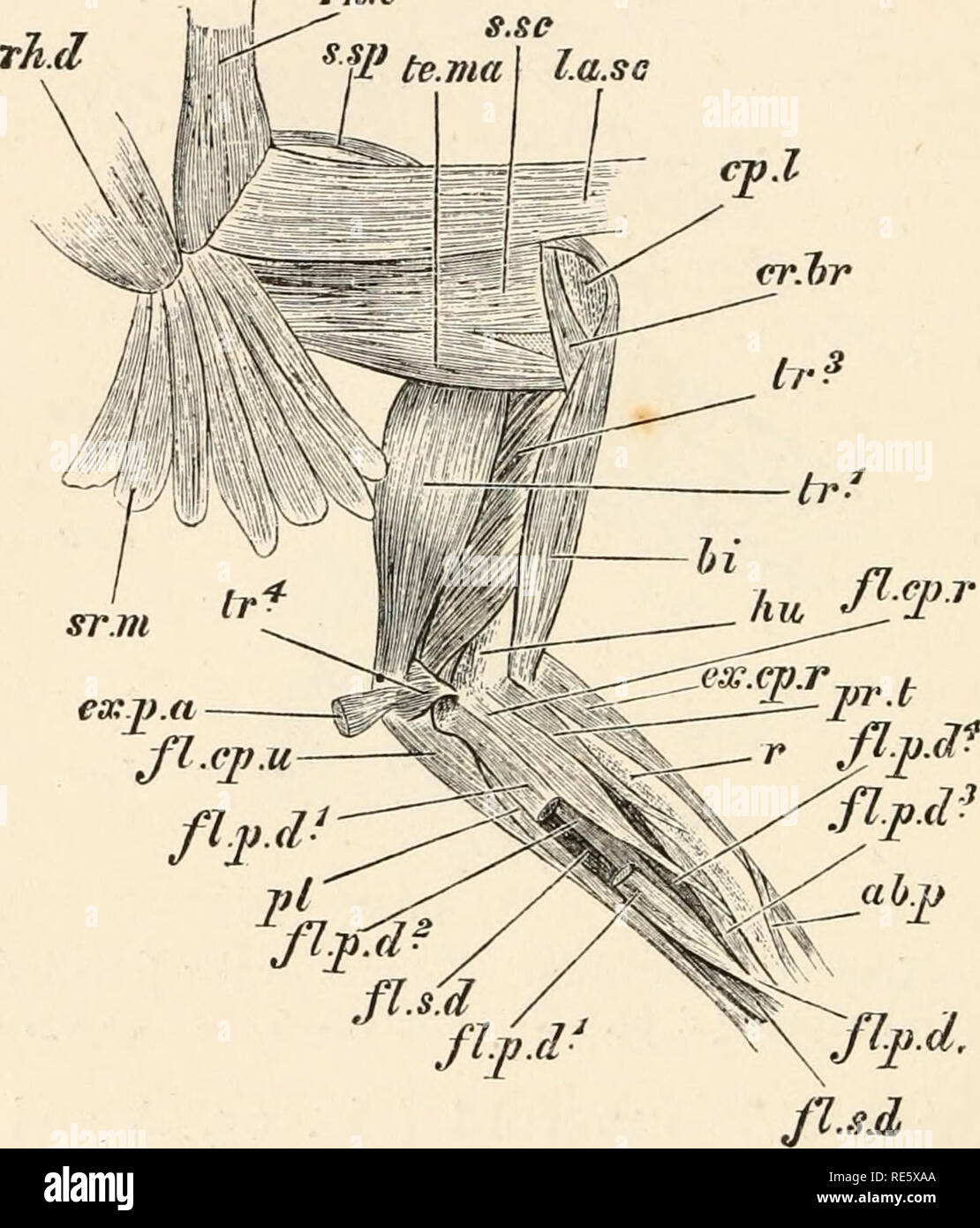 . A course of instruction in zootomy (vertebrata). Anatomy, Comparative ...