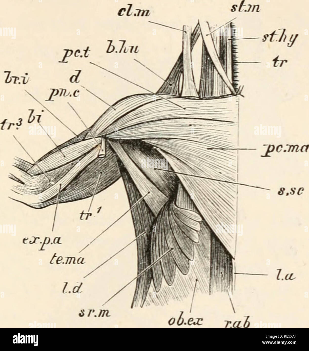 . A course of instruction in zootomy (vertebrata). Anatomy, Comparative ...