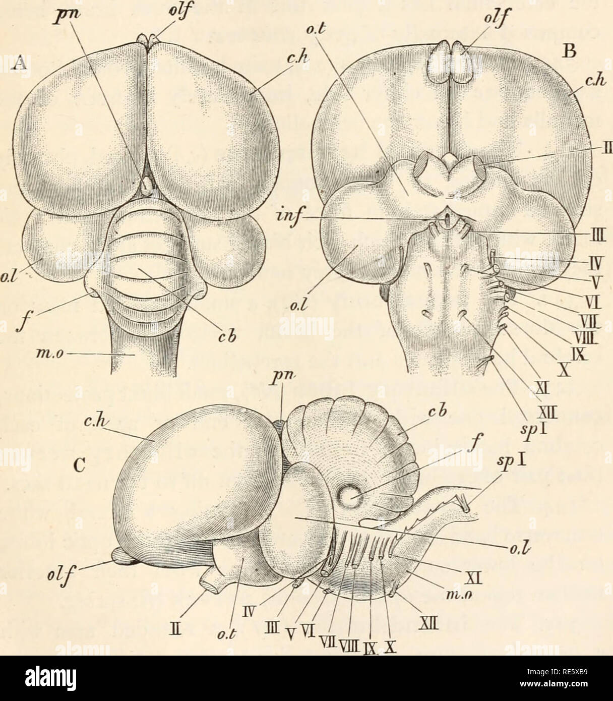 . A course of instruction in zootomy (vertebrata). Anatomy, Comparative ...