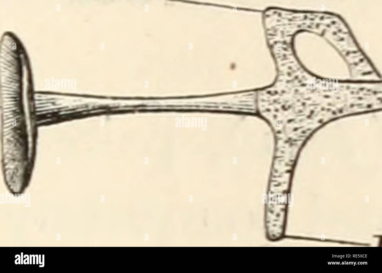 . A course of instruction in zootomy (vertebrata). Anatomy, Comparative ...