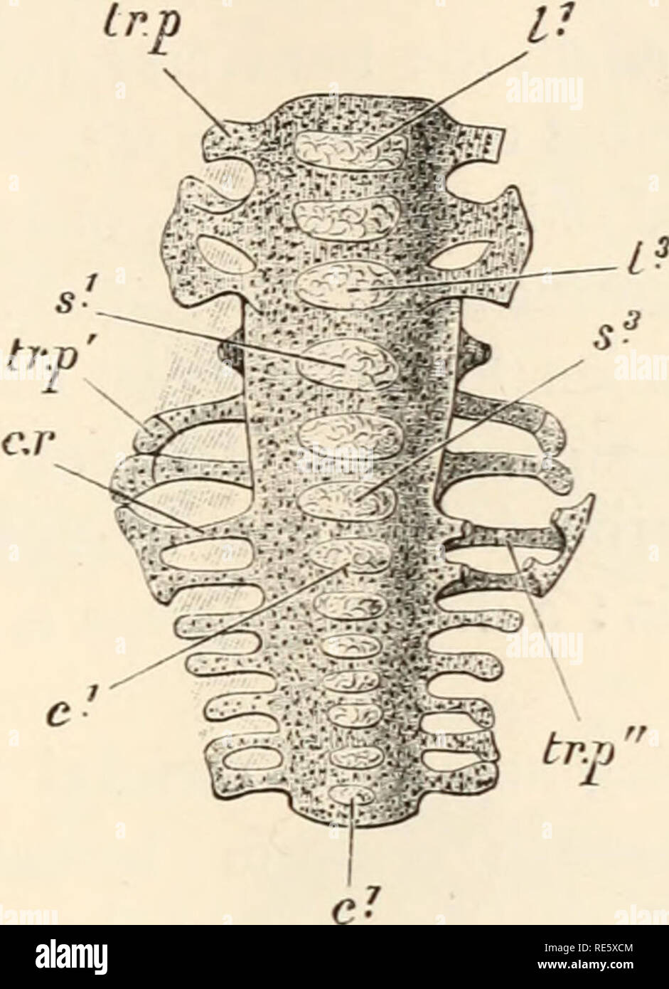 Zootomy hi-res stock photography and images - Alamy
