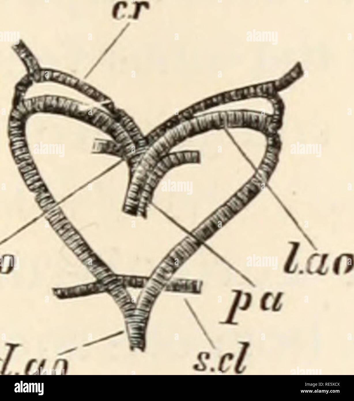 Zootomy hi-res stock photography and images - Alamy