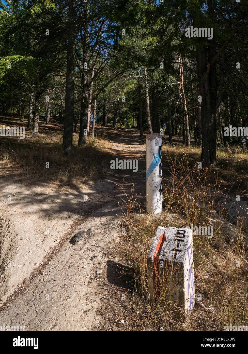 Mountain bike trail through pine tree forest on peak Cerro de San ...