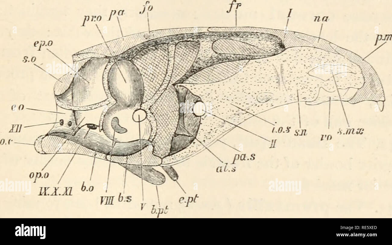 Cartilage bone lizard hi-res stock photography and images - Alamy