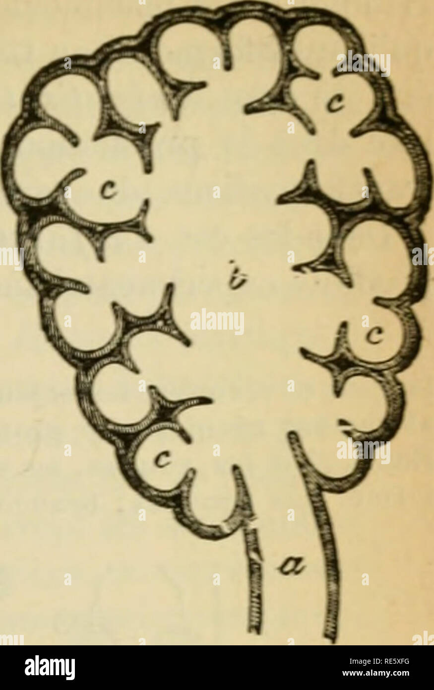 Membrane muqueuse hi-res stock photography and images - Alamy
