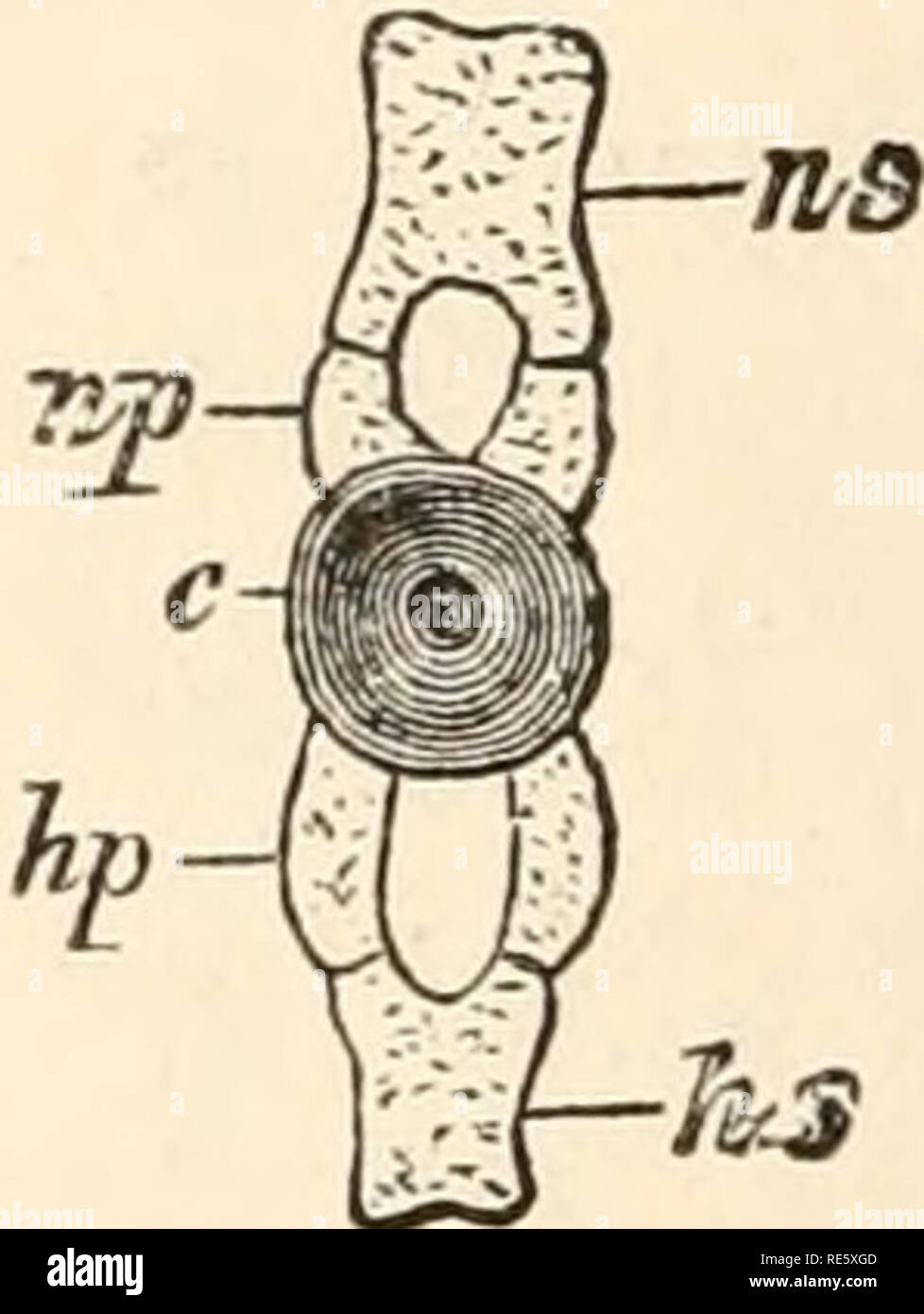 . A course of instruction in zootomy (vertebrata). Anatomy, Comparative ...