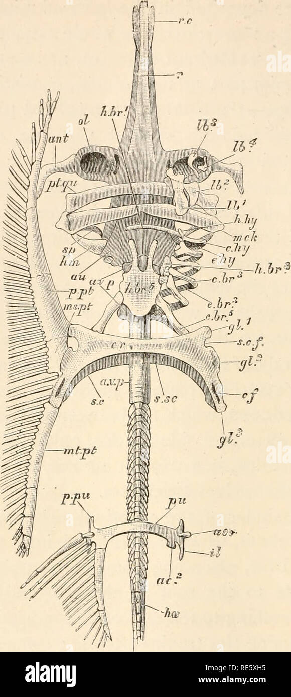 . A course of instruction in zootomy (vertebrata). Anatomy, Comparative ...