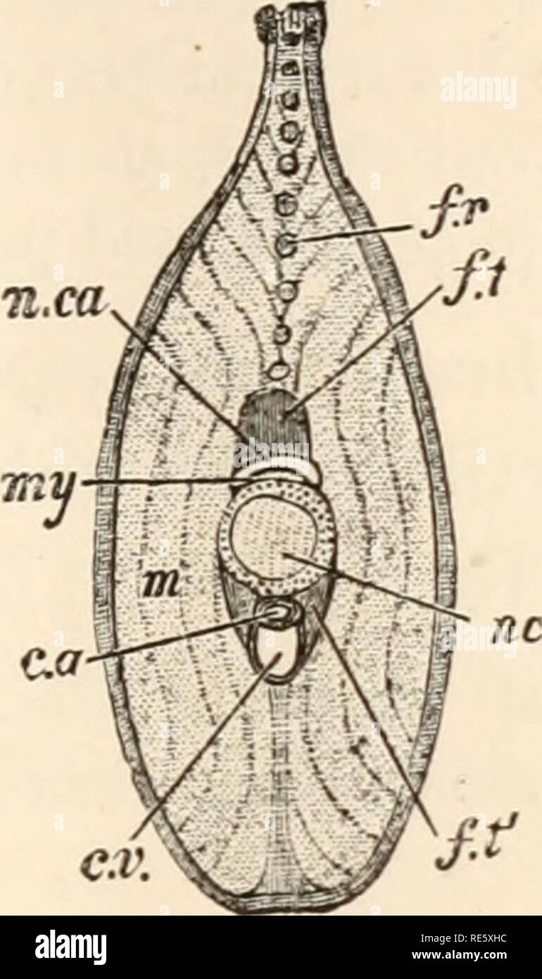Lamprey Diagram