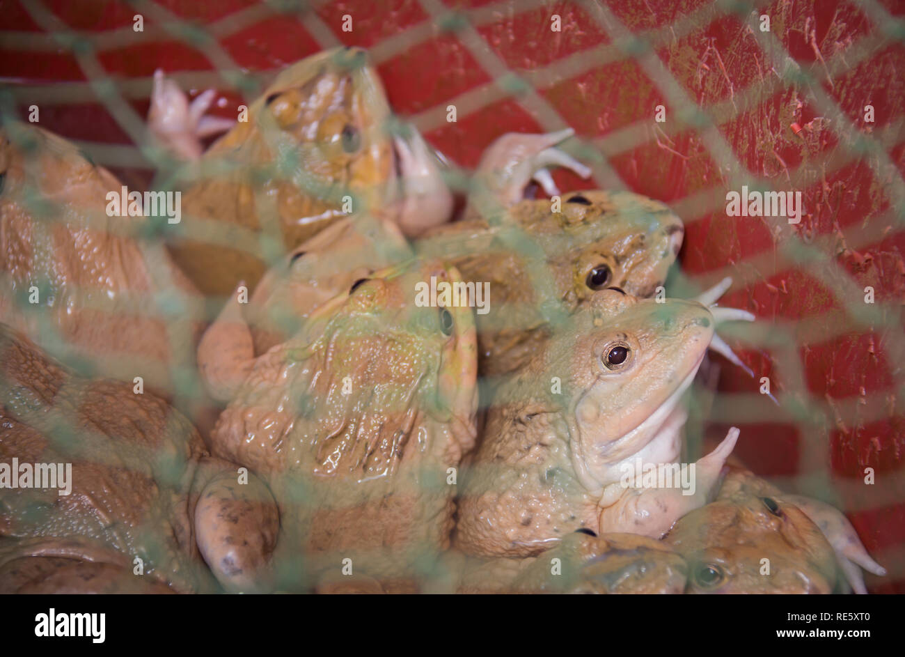 Eat frog asia hi-res stock photography and images - Alamy
