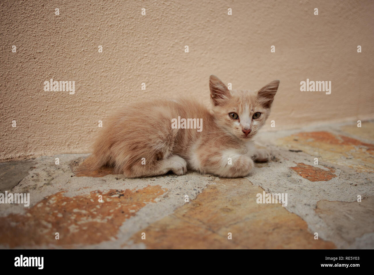 Alone small hi-res stock photography and images - Alamy