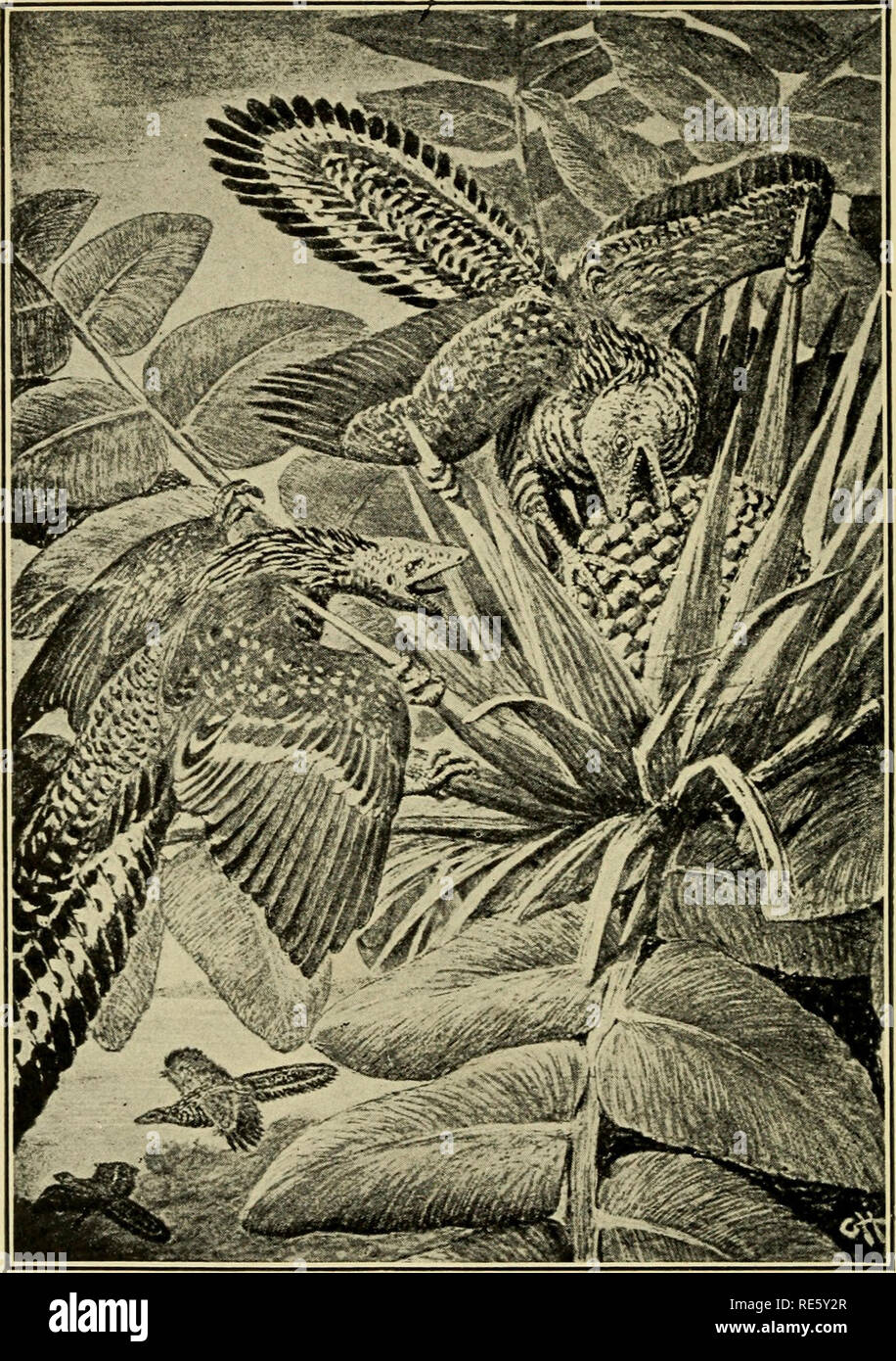 Earliest known bird hi-res stock photography and images - Alamy