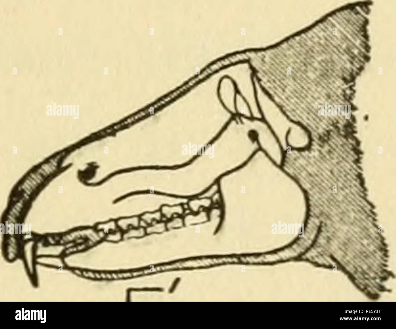 Trilophodon hi-res stock photography and images - Alamy