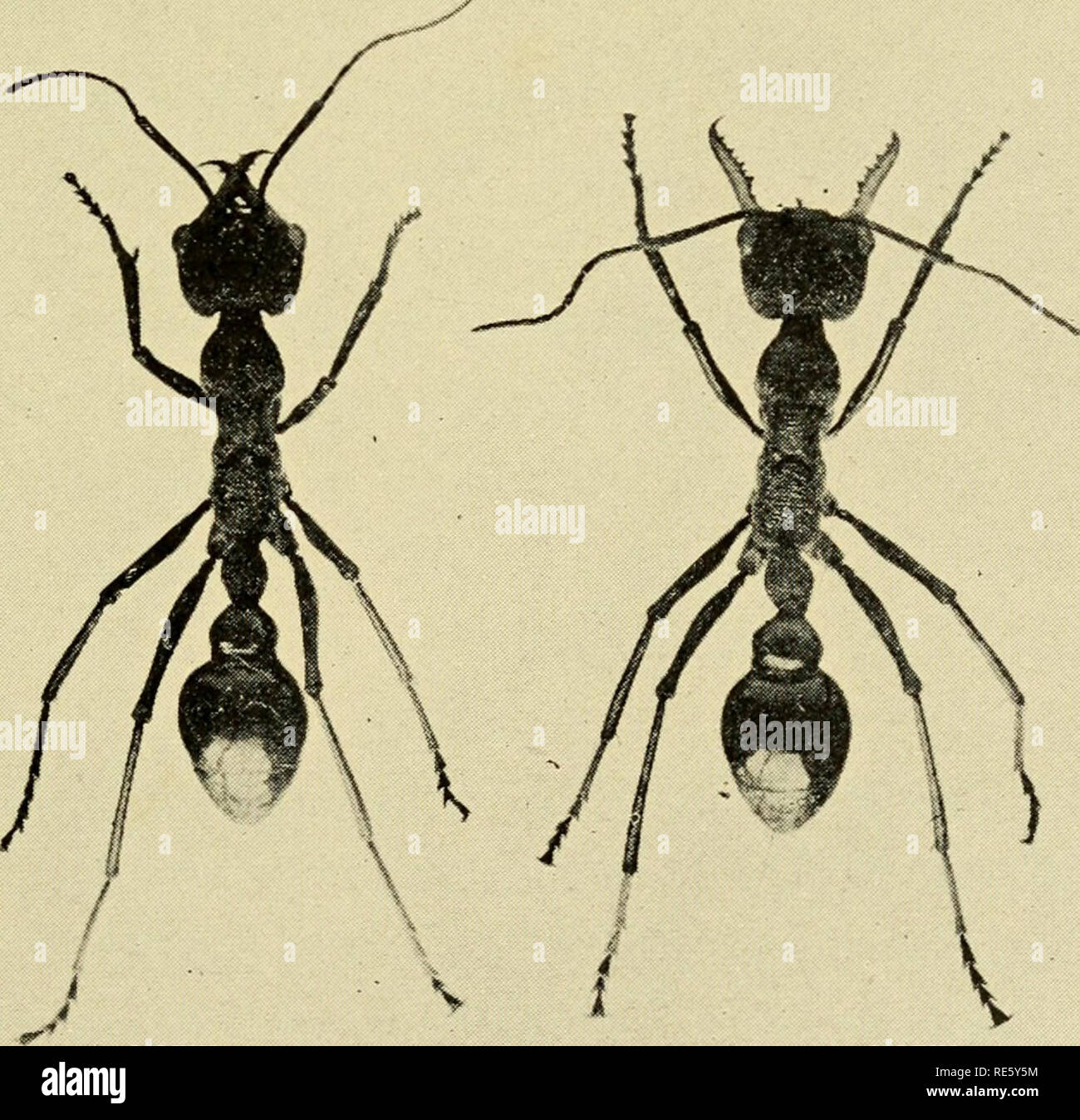 Dinoponera ants hi-res stock photography and images - Alamy