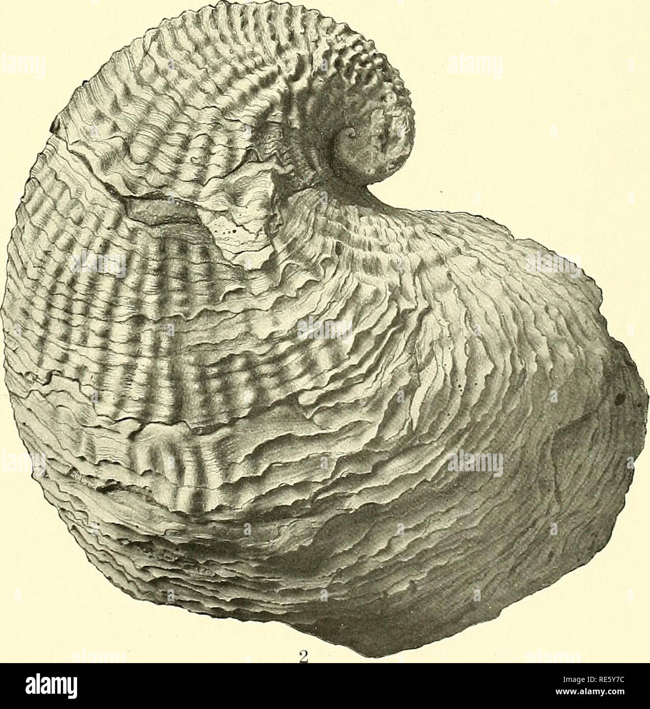 Exogyra hi-res stock photography and images - Alamy