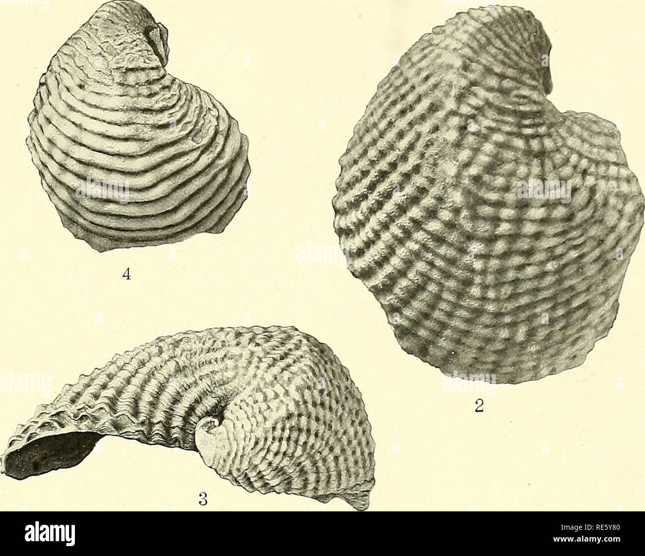 Exogyra hi-res stock photography and images - Alamy