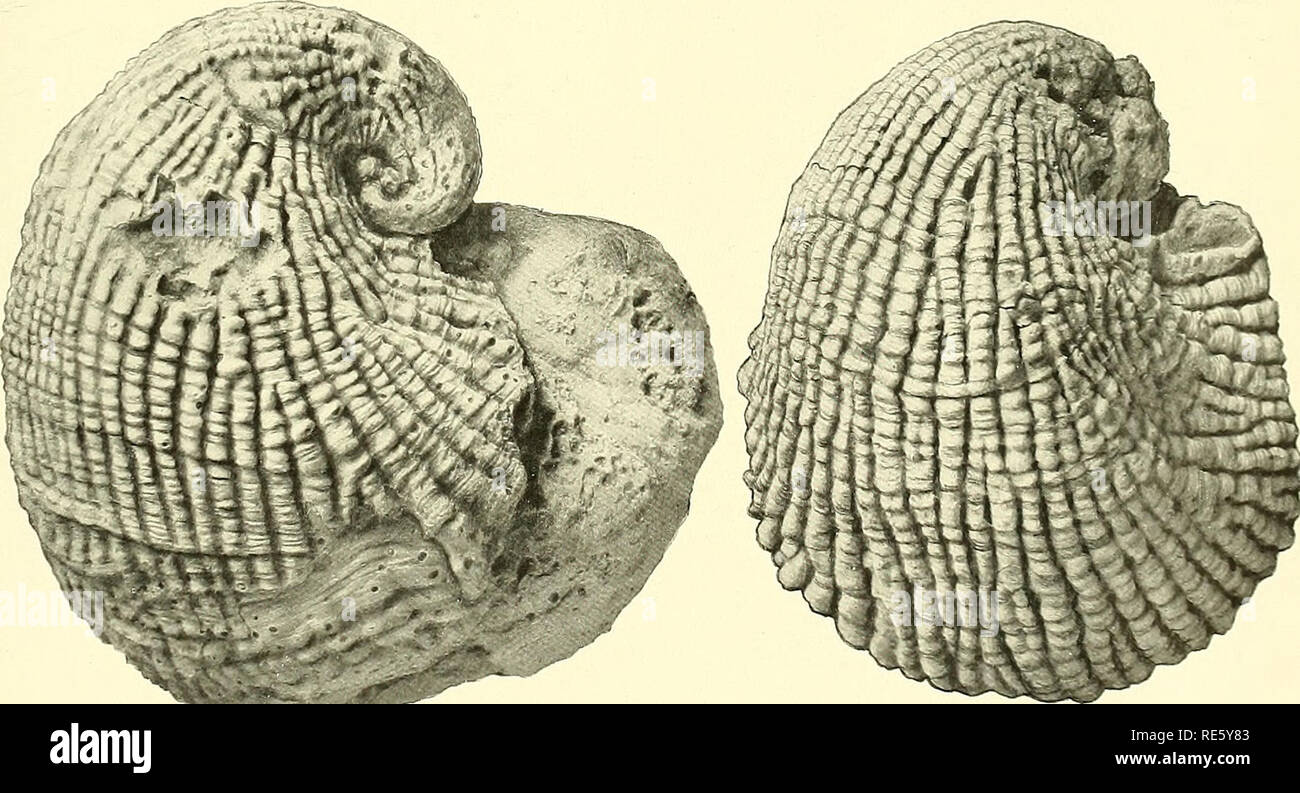 Exogyra hi-res stock photography and images - Alamy