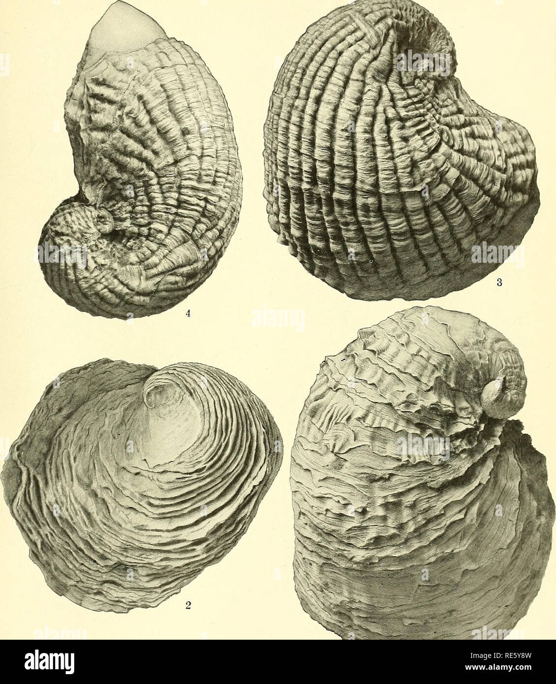 . Cretaceous deposits of the eastern Gulf region and species of Exogyra ...