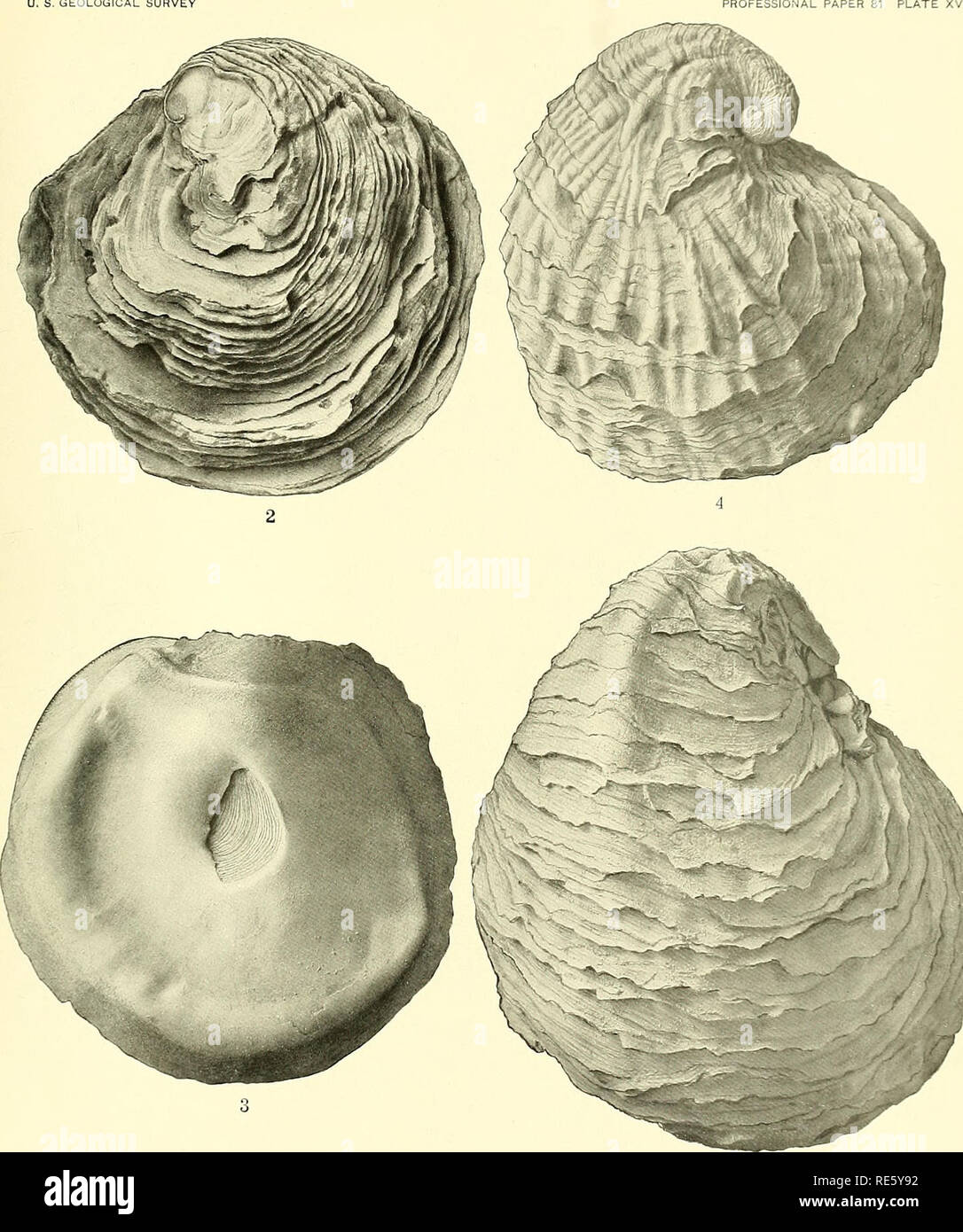 . Cretaceous deposits of the eastern Gulf region and species of Exogyra ...
