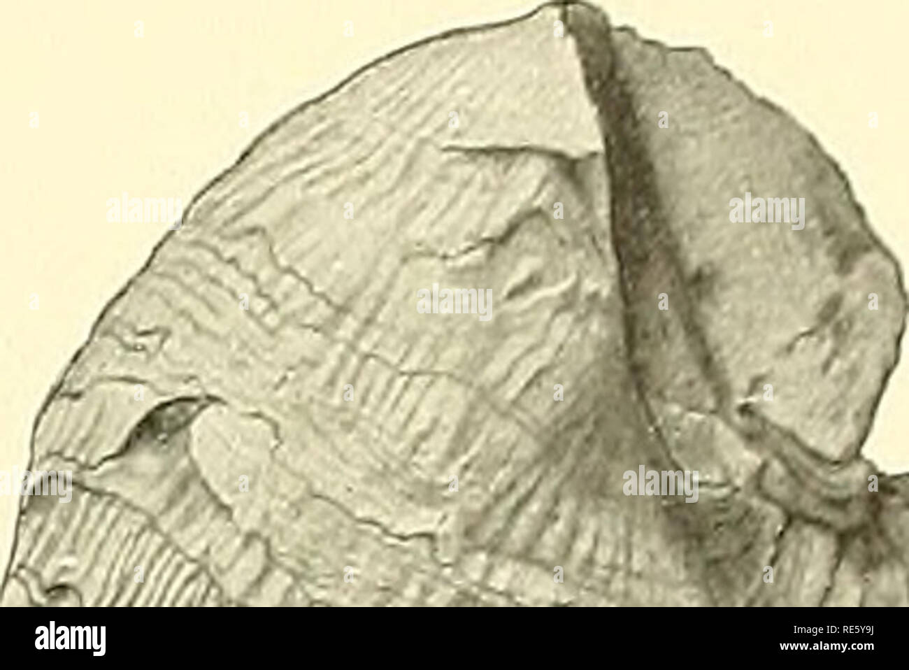 Exogyra hi-res stock photography and images - Alamy