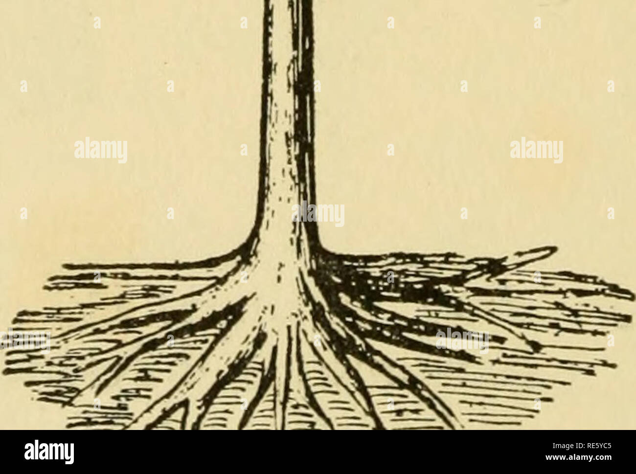 . Creation by evolution; a consensus of present-day knowledge as set ...