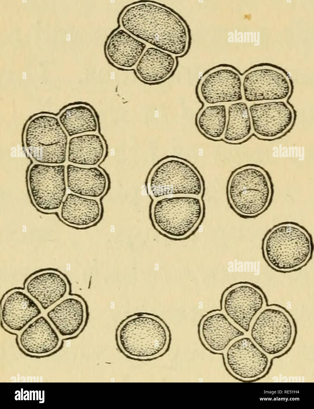 Pleurococcus Algae High Resolution Stock Photography and Images - Alamy