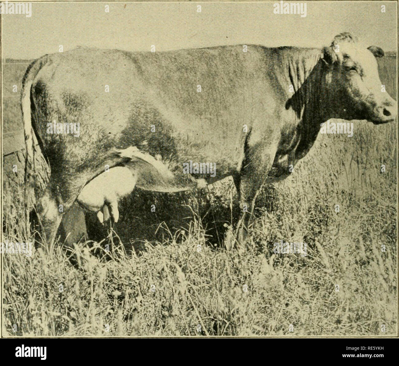 6 year old cow hi-res stock photography and images - Alamy