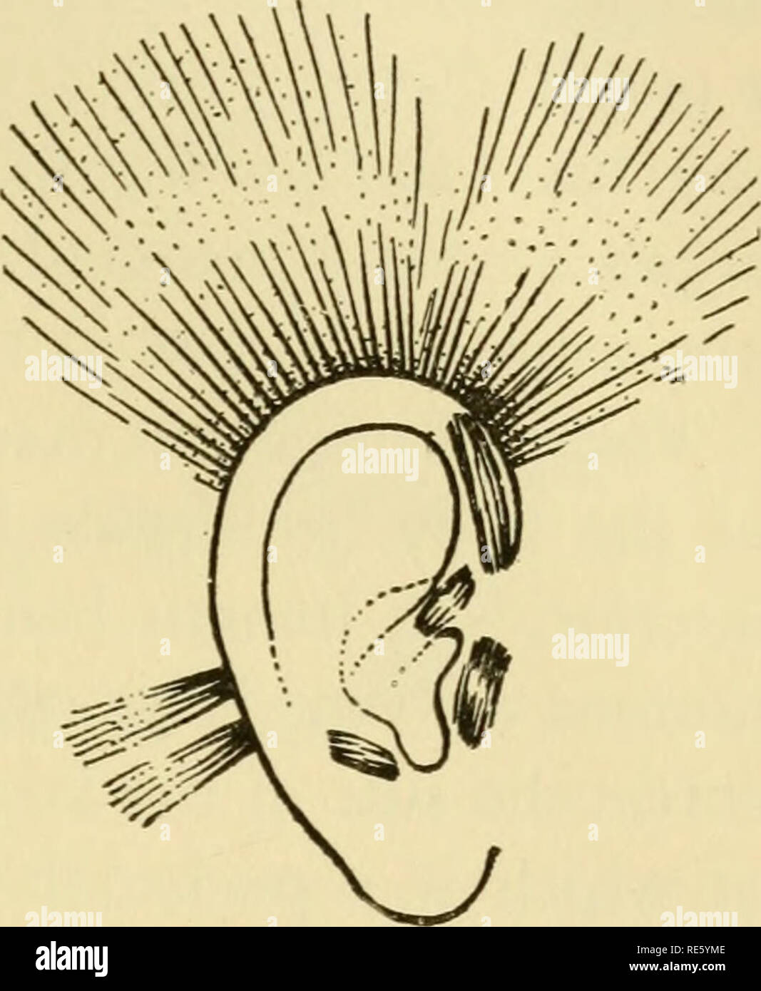 . Creation by evolution; a consensus of present-day knowledge as set ...