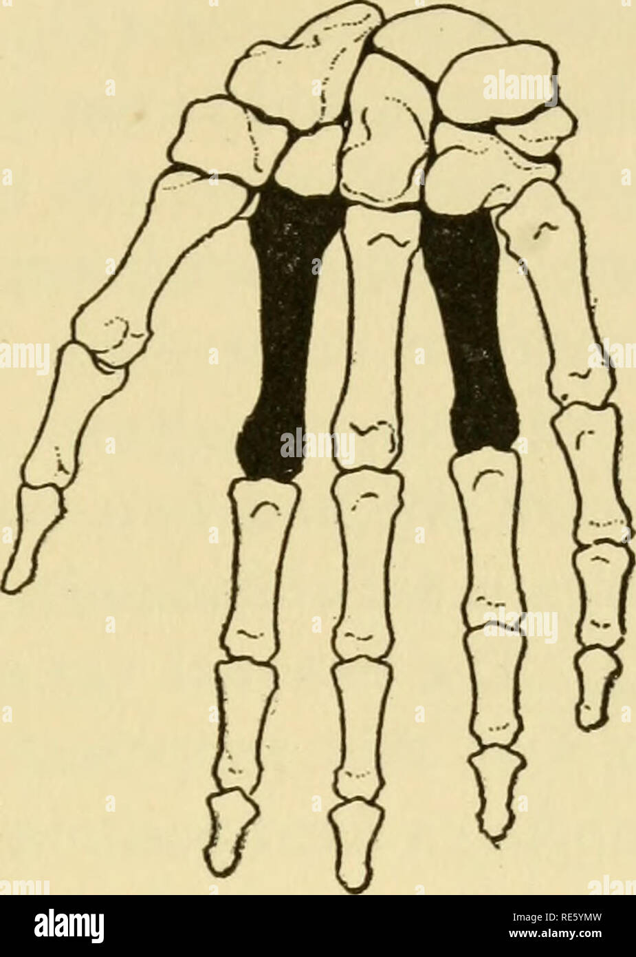 Non Examples Of Evolution